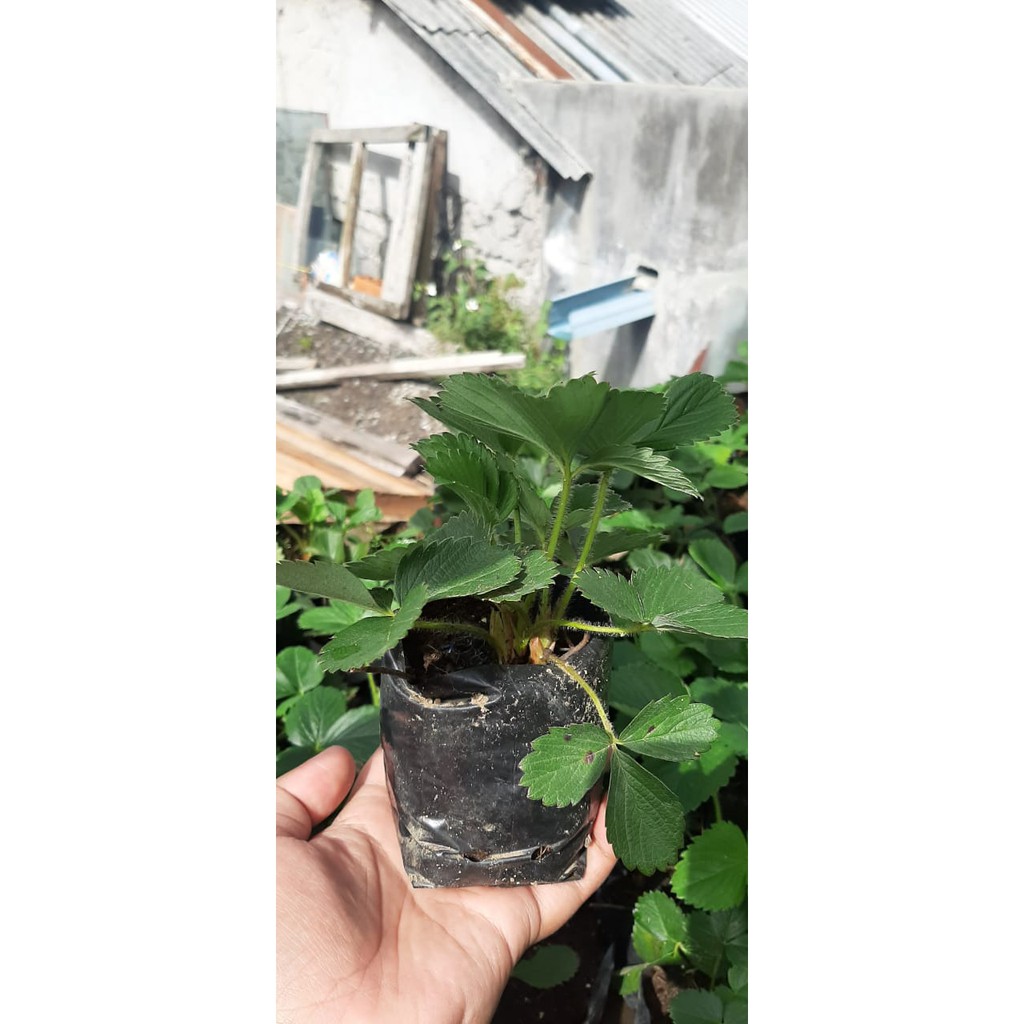 Jual BIBIT STRAWBERRY GIANT AUSTRALIA TANAMAN STRAWBERRY BIBIT STROBERI ...