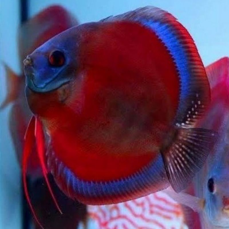 Jual Ikan Hias Discus San Merah | Shopee Indonesia