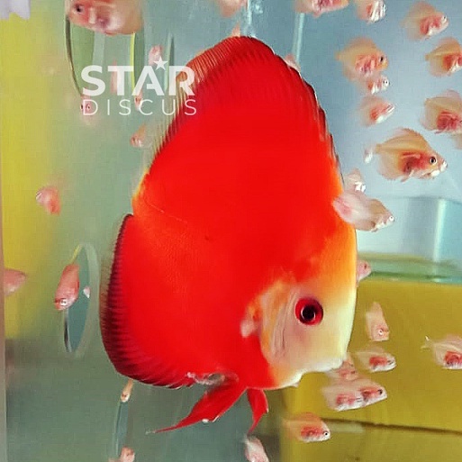 Jual Discus Red Golden Diamond mulai ukuran 1 cm | Shopee Indonesia