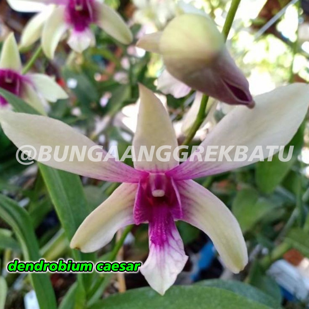 Jual Anggrek Dendrobium Bulat hybrid usia 6-7 bulan Seedling | Shopee ...