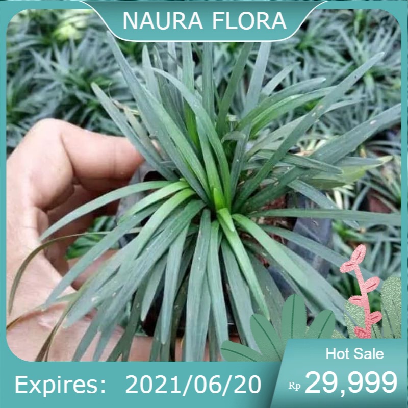 Jual pohon kucai mini/tanaman hias kucai mini | Shopee Indonesia