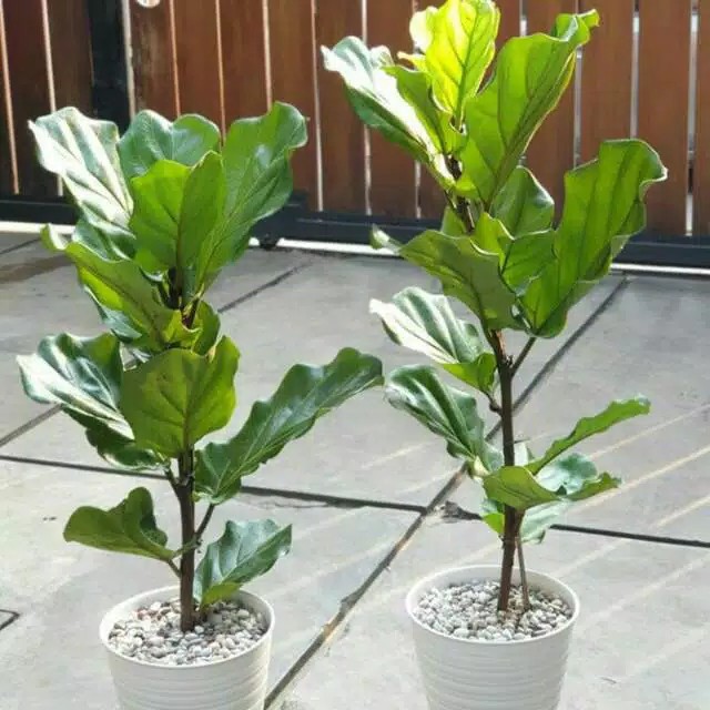 Jual Pohon Biola Cantik Ketapang Shopee Indonesia