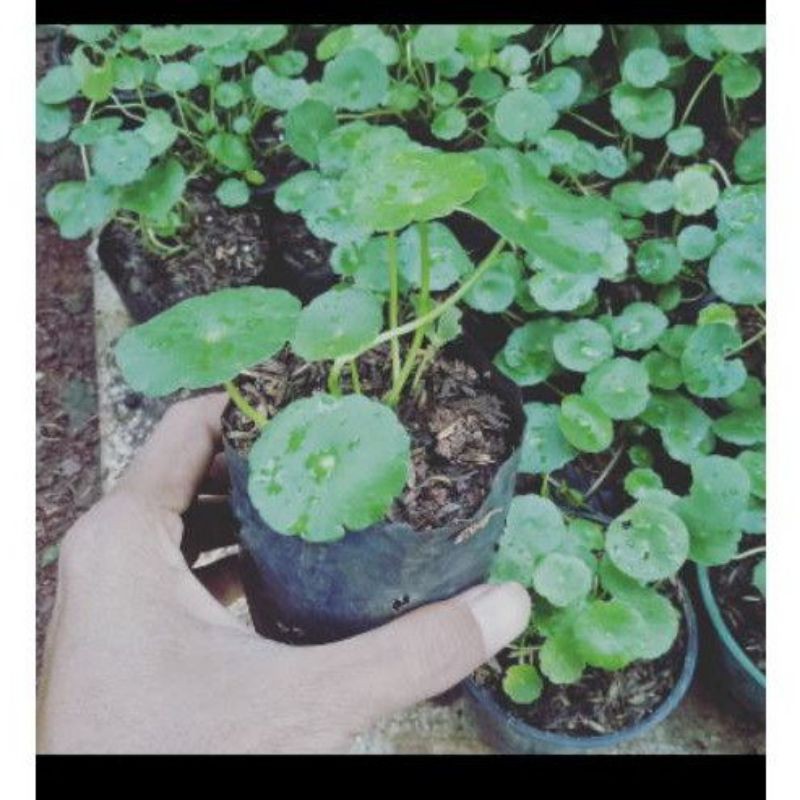 Jual Pohon pegagan / tanaman antanan / tanaman herbal pegagan | Shopee ...