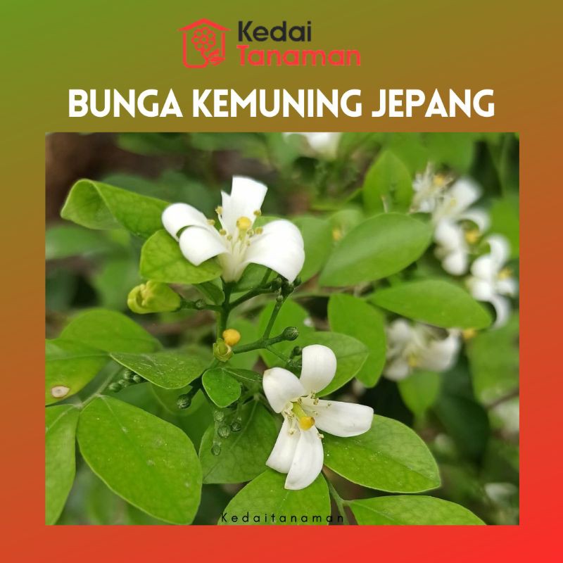 Jual Tanaman Hias Bunga Kemuning Jepang | Shopee Indonesia