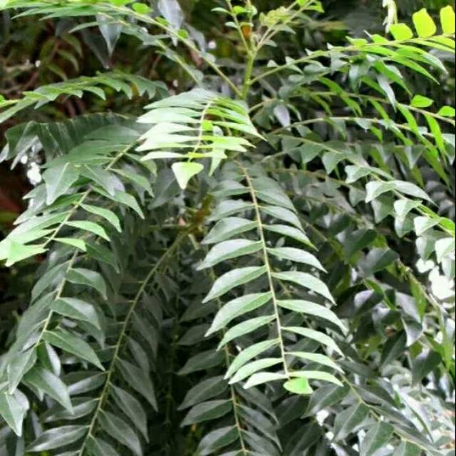 Jual DAUN KARE SALAM KOJA SEGAR 250 gram | Shopee Indonesia