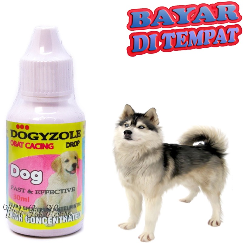 Jual Obat Cacing Anjing DOGYZOLE Penghilang Larva Cacingan | Shopee ...