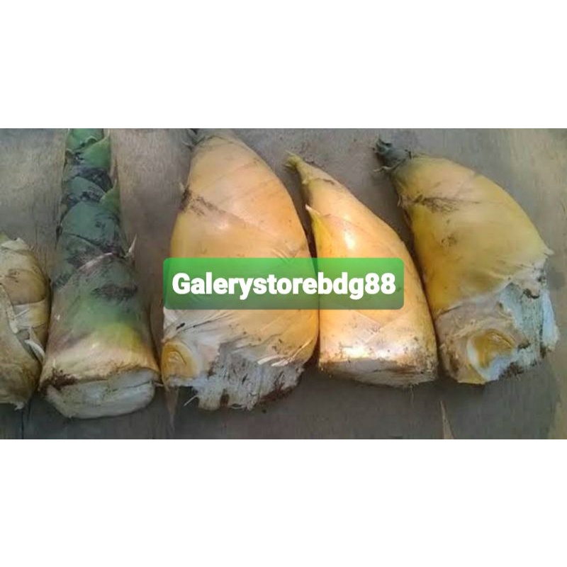 Jual Rebung bambu kuning 500 gram / rebung bambu | Shopee Indonesia