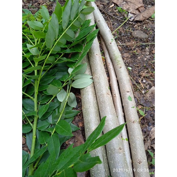 Jual stek batang pohon gamal/kalikiria perbatang panjang 1 meter ...