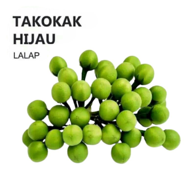 Jual Jual Buah takokak segar 500gram cepokak terung pipit solanum ...