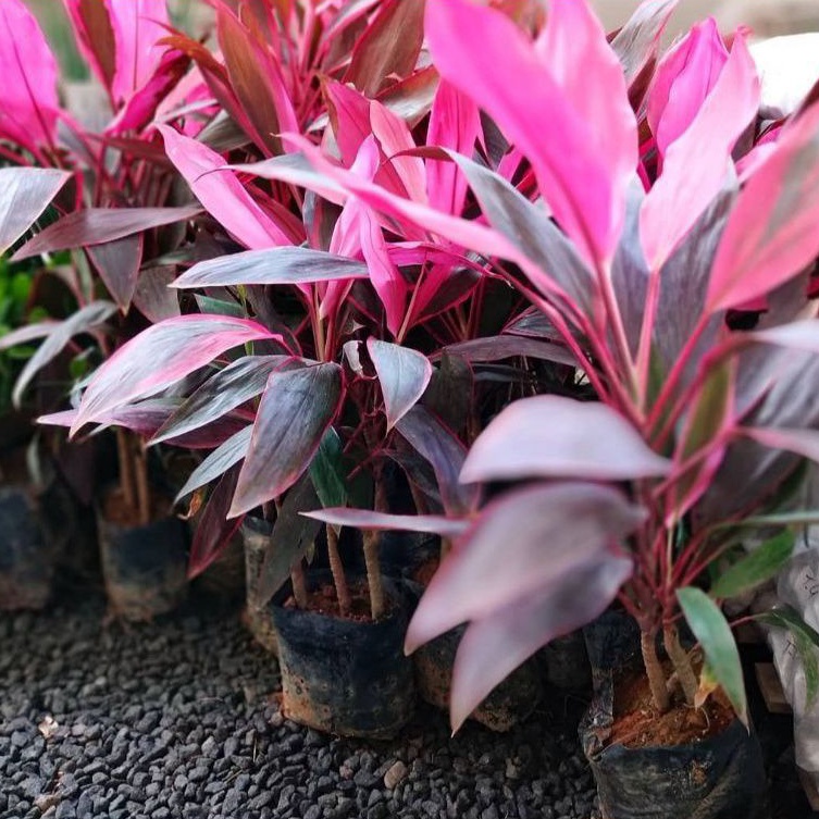 Jual Tanaman Hias Andong Merah - Hanjuang | Shopee Indonesia Jual Tanaman Hias Andong Merah - Hanjuang | Shopee Indonesia