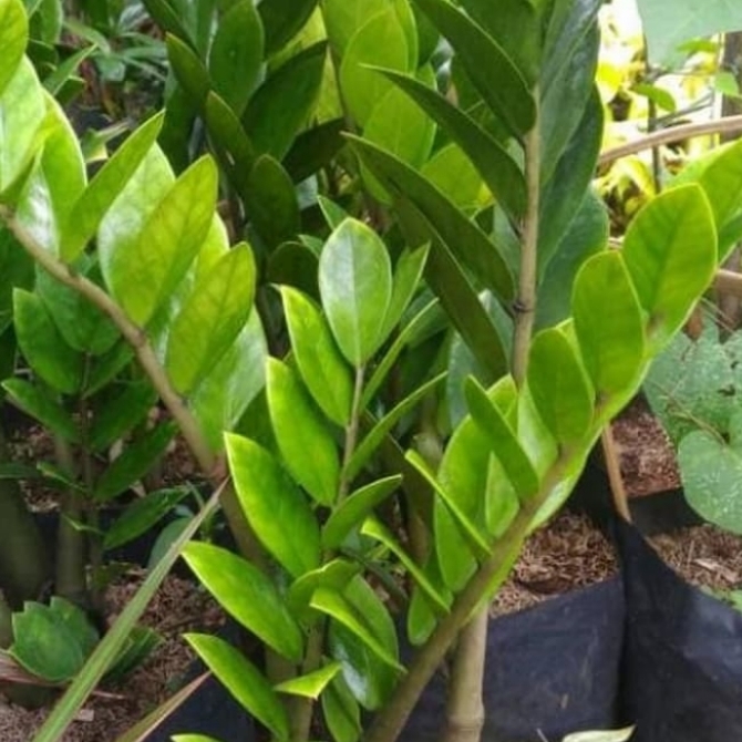 Jual tanaman hias zamia colcas - pohon zamia kulkas | Shopee Indonesia