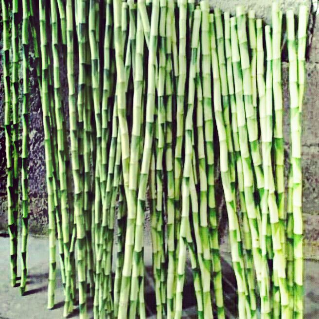 Jual batang pohon sri Rejeki/stek batang sri Rejeki-bambu hoky-bambu ...