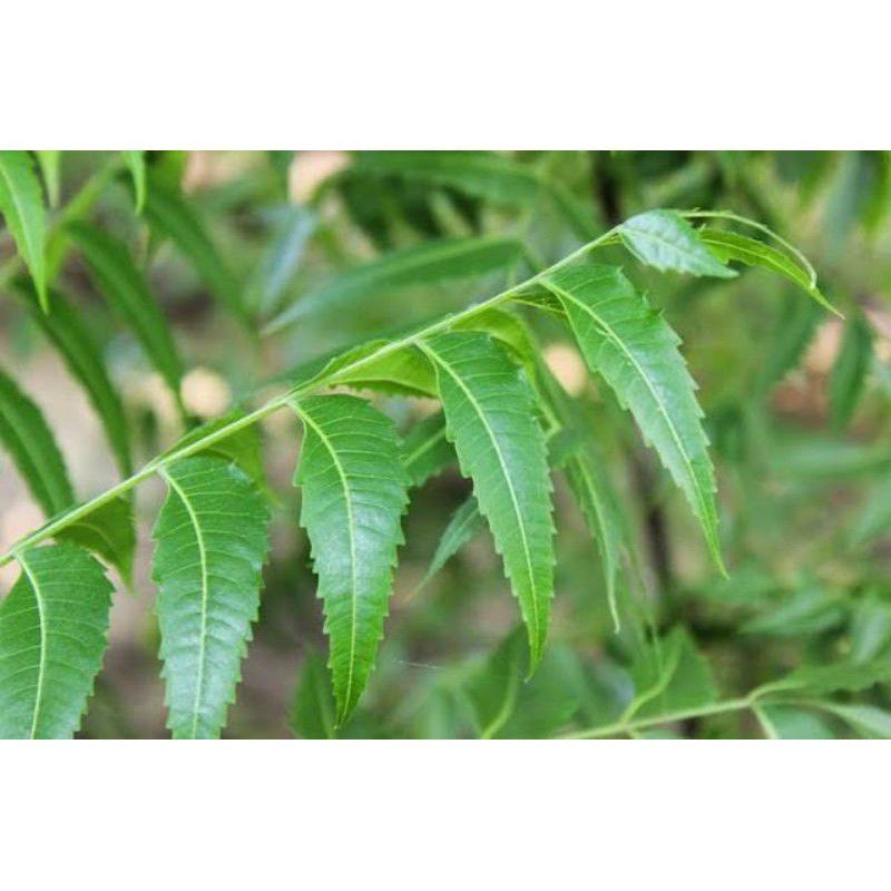Jual Daun MIMBA/INTARAN/IMBA/IMBO (NEEMTREE) | Shopee Indonesia