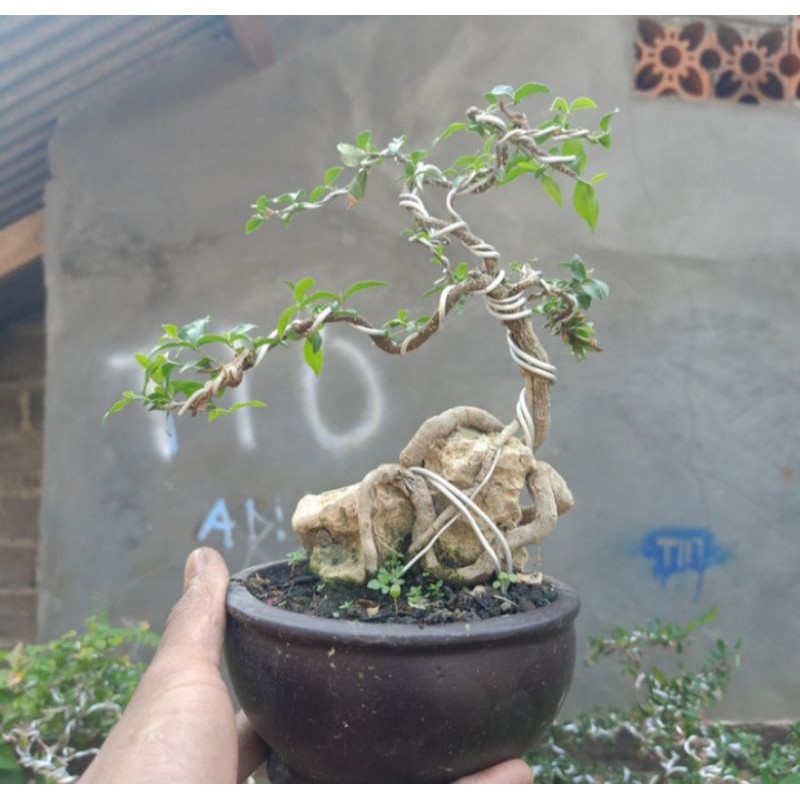 Jual bonsai sakura micro tanaman hias pohon bonsai sakura mikro ...