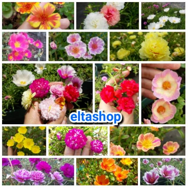 Jual Paket Hemat Bunga Moss Rose Paket Mossrose 20 - bunga pukul 9 ...