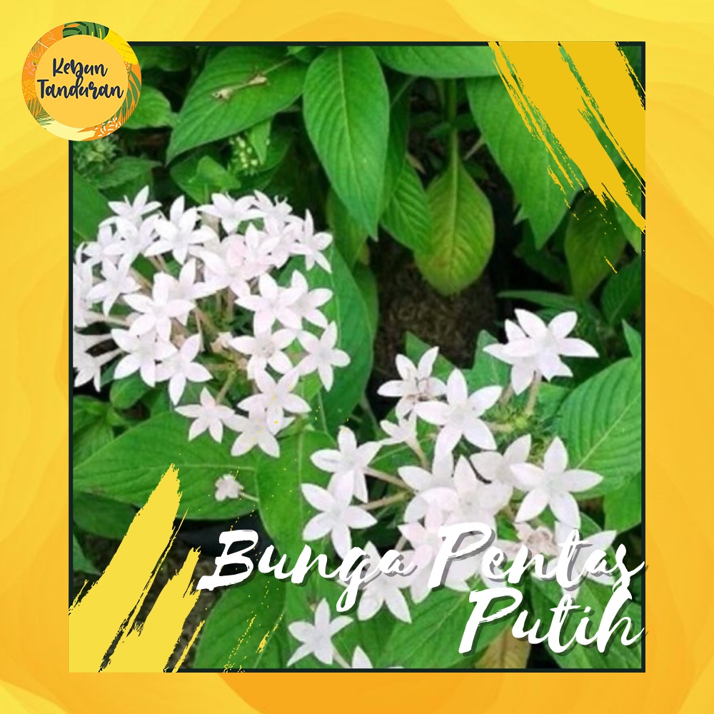 Jual Bibit Tanaman Hias Bunga Pentas Putih / Tanaman Bunga Lanceola ...
