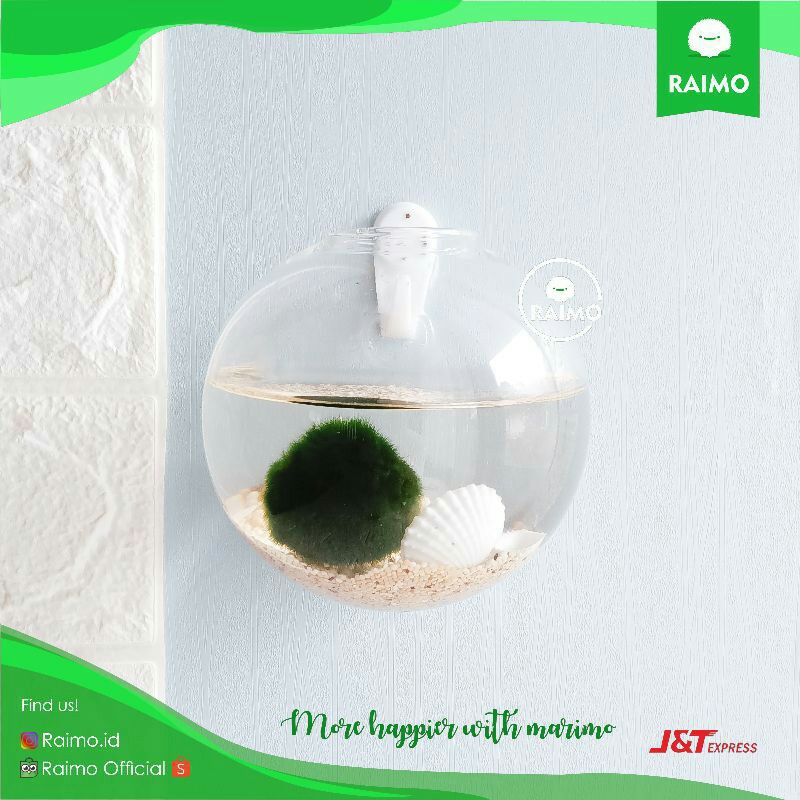 Jual Marimo Moss Ball in Vas Gantung 900ml >1 Alga Jepang Aquarium Gantung | Shopee Indonesia