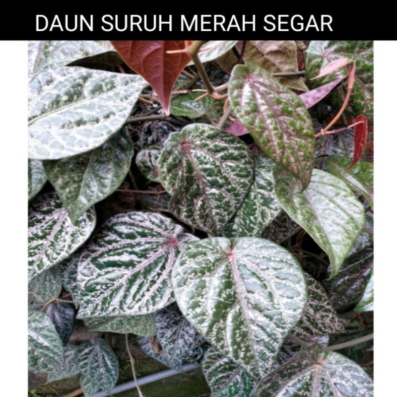 Jual DAUN SIRIH SURUH MERAH LANGSUNG PETIK | Shopee Indonesia