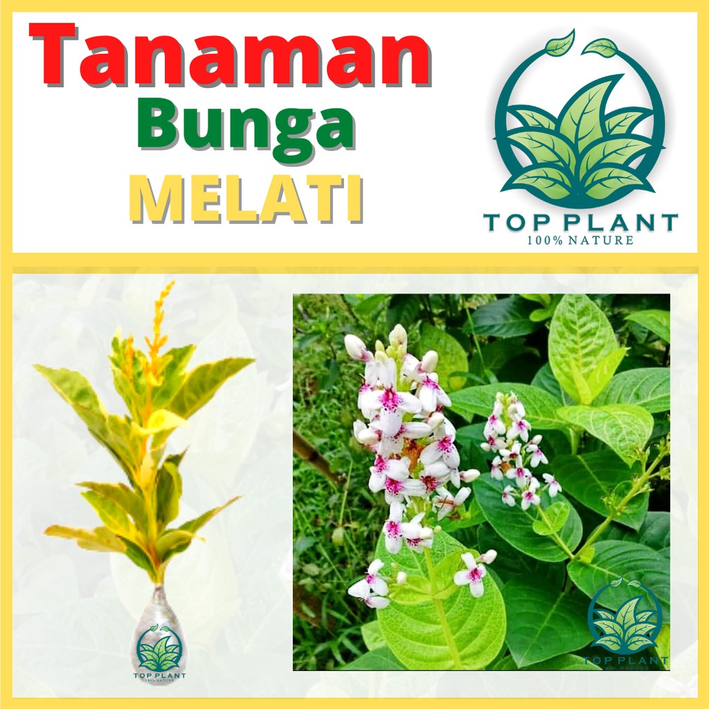 Jual Tanaman Melati jepang variegata (Pseuderanthemum Reticulatum ...