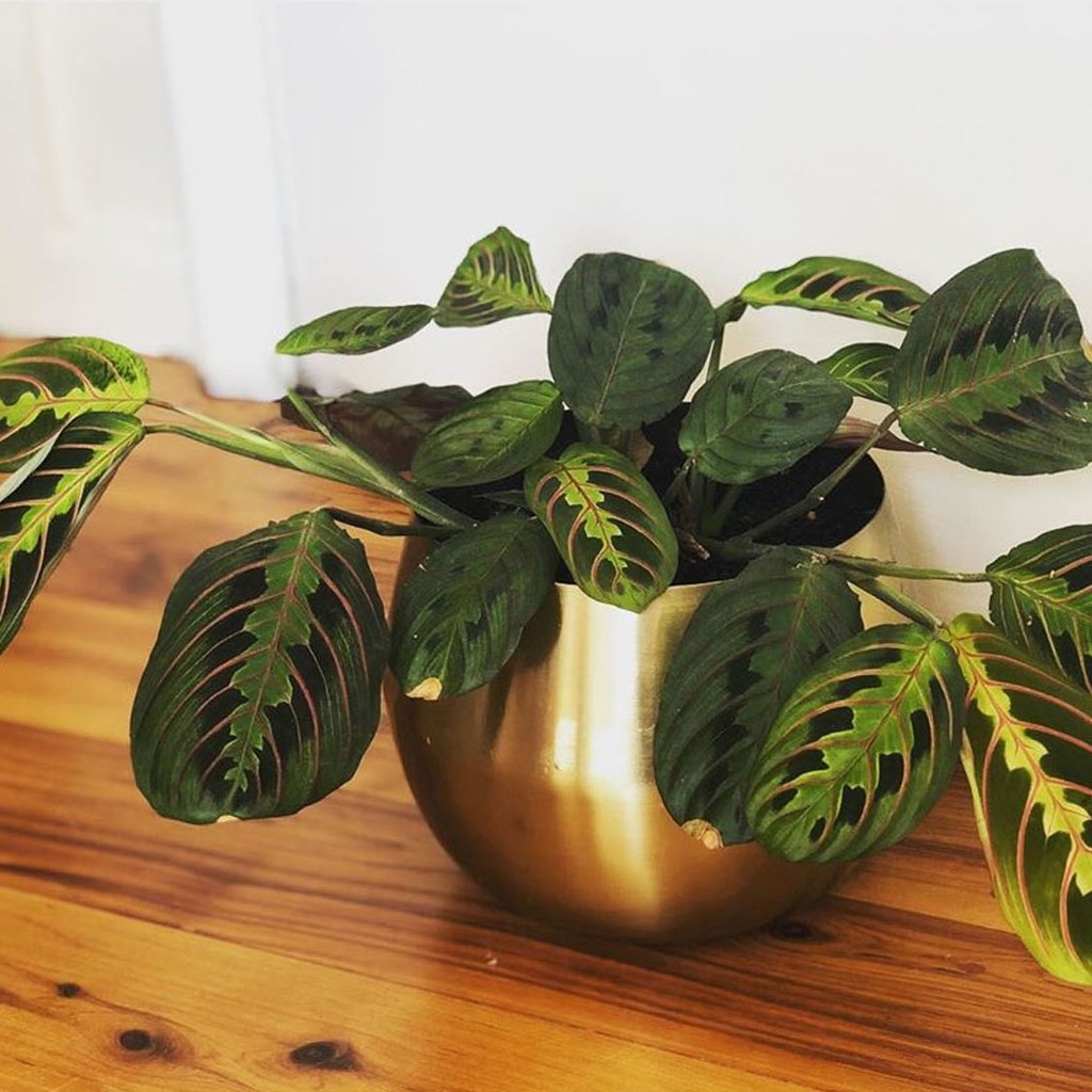 Jual Tanaman hias Calathea maranta leuconeura | Shopee Indonesia