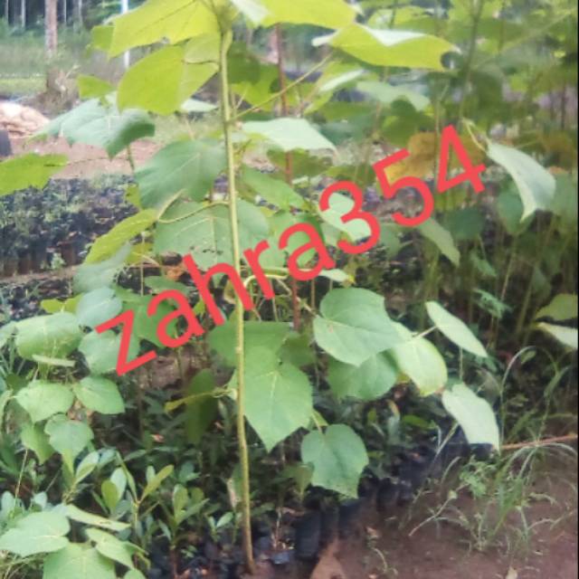 Jual BIBIT KAYU BALSA 1 METER // POHON BALSA // BIBIT BALSA | Shopee ...