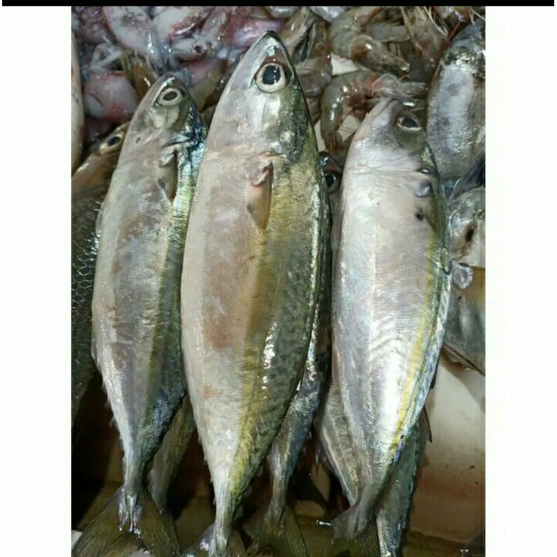 Jual Puri Segar Shop, Ikan Kembung 500 Gram/ Isi 4-5 Ekor (ORDERAN PAGI ...