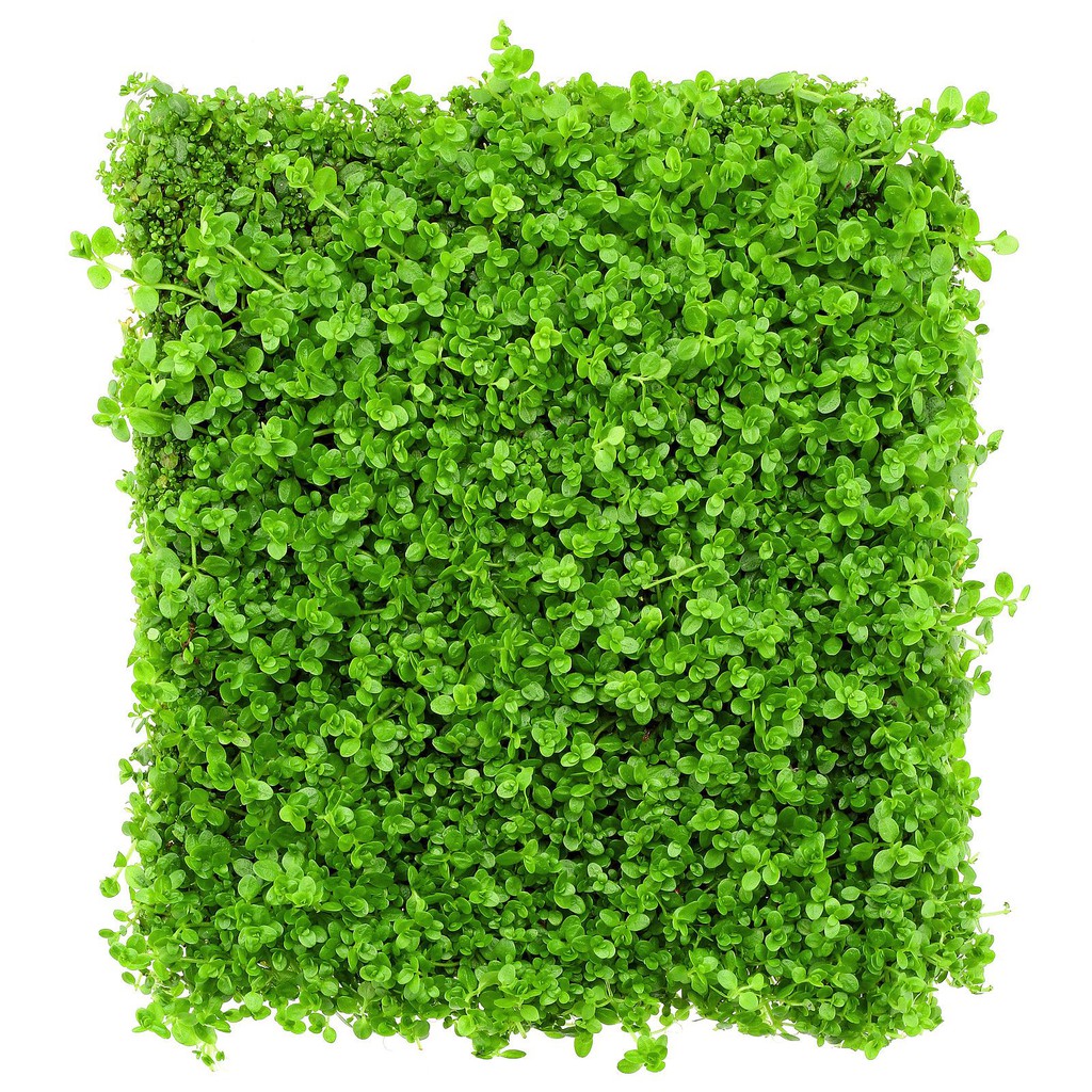 Jual Hc cuba karpet tanaman aquascape | Shopee Indonesia