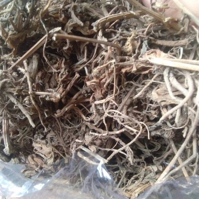 Jual Akar Purwoceng 1kg | Shopee Indonesia
