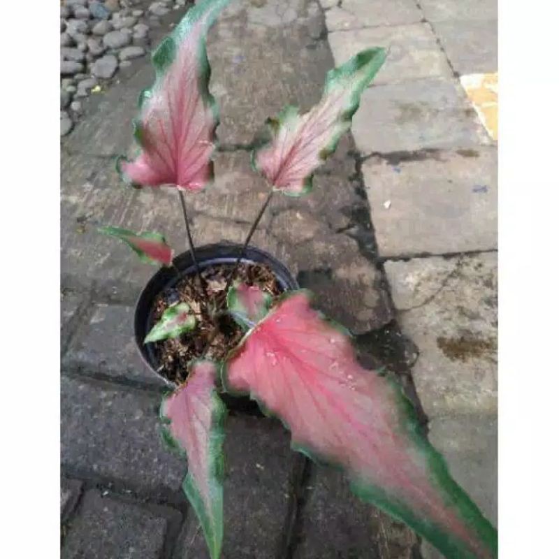 Jual keladi keris/lidah api | Shopee Indonesia