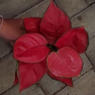 Jual RED ANJA MAROON | Shopee Indonesia