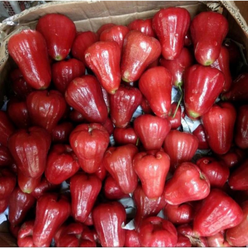 Jual Jambu Air Citra Merah 1Kg | Shopee Indonesia