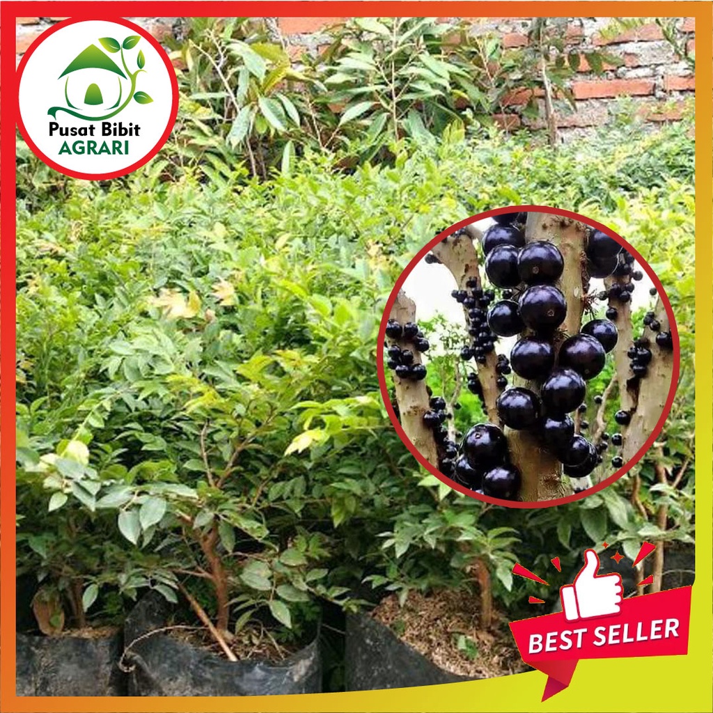 Jual Bibit Anggur Brazil Asli Tanaman Buah Anggur Batang Super Unggul ...