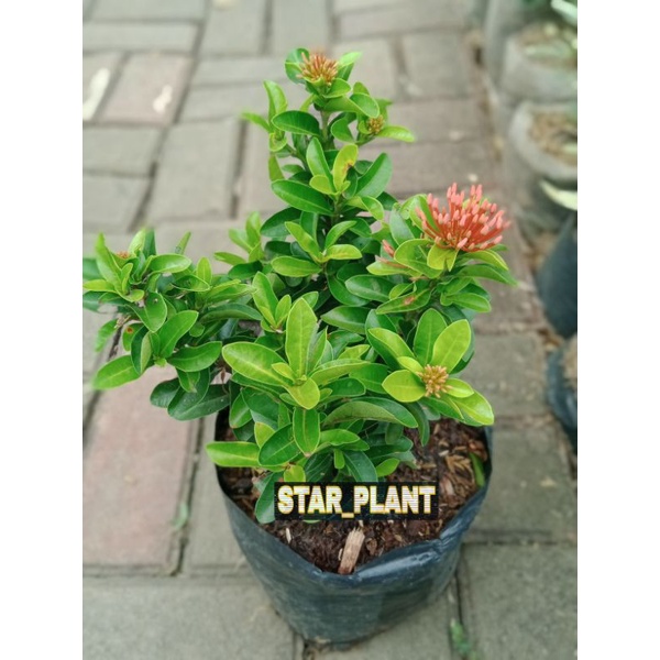 Jual tanaman bunga asoka mini | Shopee Indonesia Jual tanaman bunga asoka mini | Shopee Indonesia