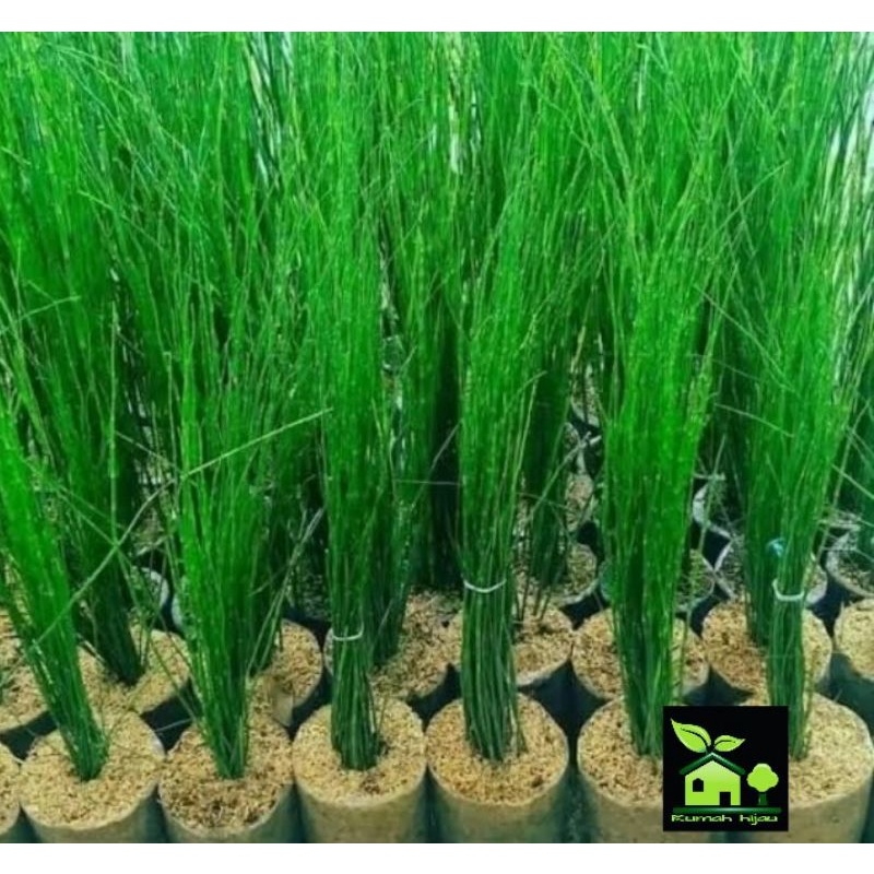 Jual Tanaman hias bambu air | Shopee Indonesia