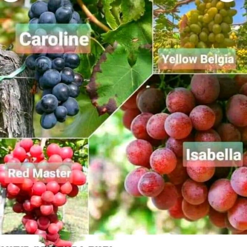 Jual Bibit anggur 1 paket berisi 4 jenis bibit anggur (4 jenis anggur ... Jual Bibit anggur 1 paket berisi 4 jenis bibit anggur (4 jenis anggur ...