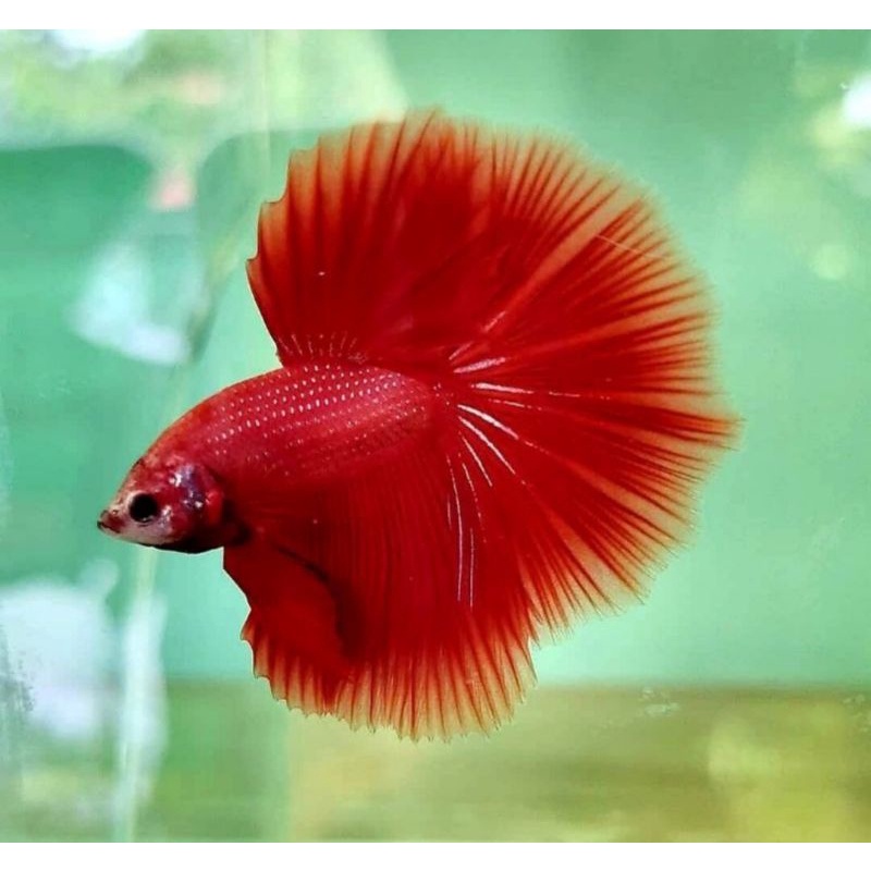 Jual ikan hias cupang warna merah size XL | Shopee Indonesia