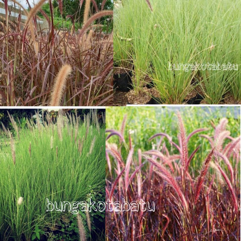 Jual Bibit Tanaman Alang alang Ekor Kuda Love Grass | Shopee Indonesia