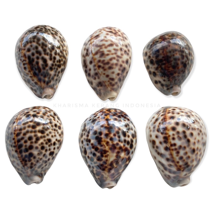 Jual COWRIE SHELL LARGE TIGER COWRE CYPRAEA TIGRIS KERANG COWRIE KERANG ...