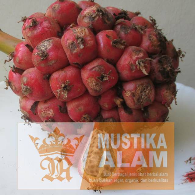 Jual Buah honje segar 1kg matang dan muda rombeh kecombrang combrang ...