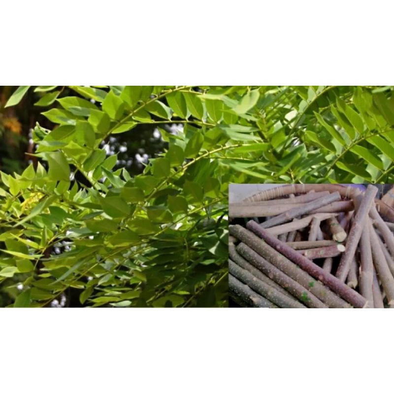 Jual bibit stek batang gamal( 1kg) | Shopee Indonesia