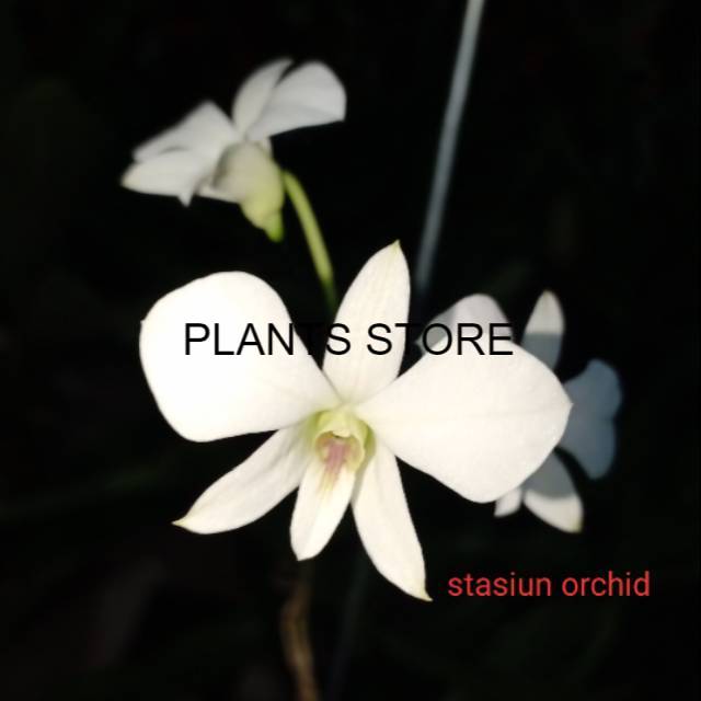 Jual anggrek dendrobium dewasa affine atau larat putih | Shopee Indonesia