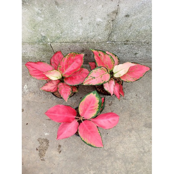 Jual Aglonema Red anja,pink catrina,Red majesty ( paket 3 pot ...