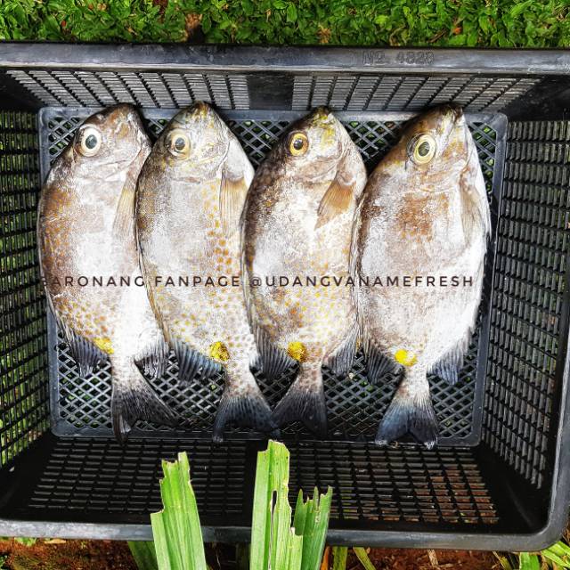 Jual Ikan Baronang Langka Segar | Shopee Indonesia