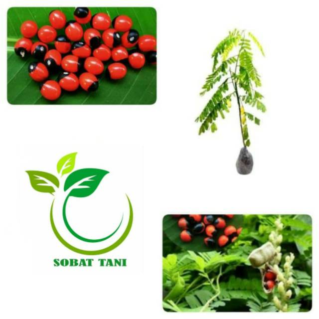 Jual Paket 30 Biji Benih Pohon Saga | Shopee Indonesia