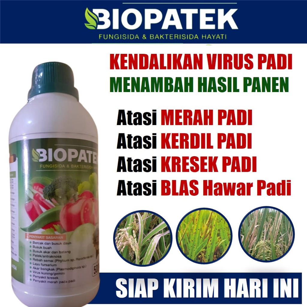 Jual 500 ML Biopatek Obat Semprot Hama Kuning Kerdil Daun Padi Terampuh - Terbaru Obat Hama ...