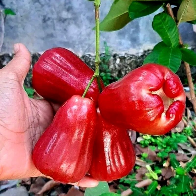 Jual jambu citra asli demak 1kg | Shopee Indonesia