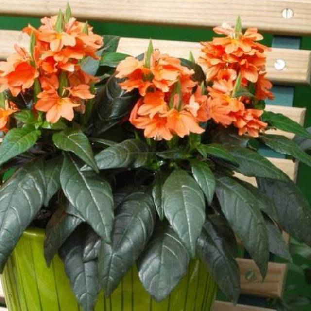 Jual Jual Tanaman Hias Bunga Crossandra Pohon Crossandra Shopee