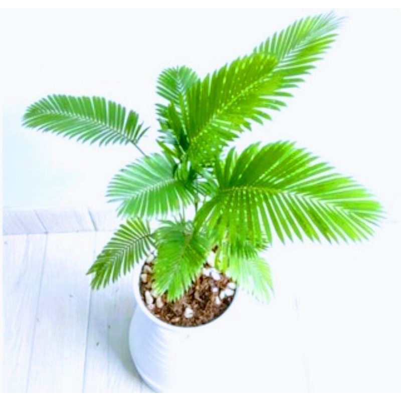 Jual Bibit Palem Rotan(Paris) | Shopee Indonesia