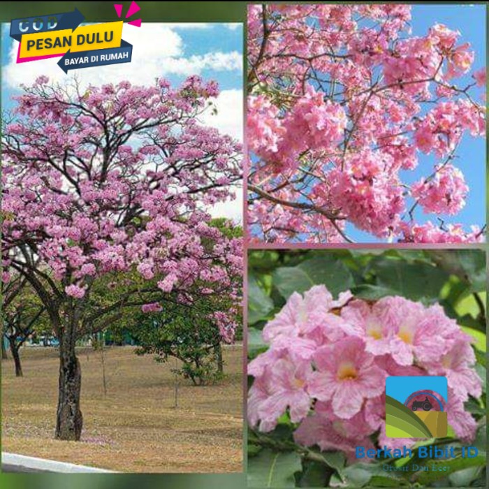 Jual Bibit Pohon Bunga Tabebuya Sakura Merah beli 5 bonus 1 | Shopee ...