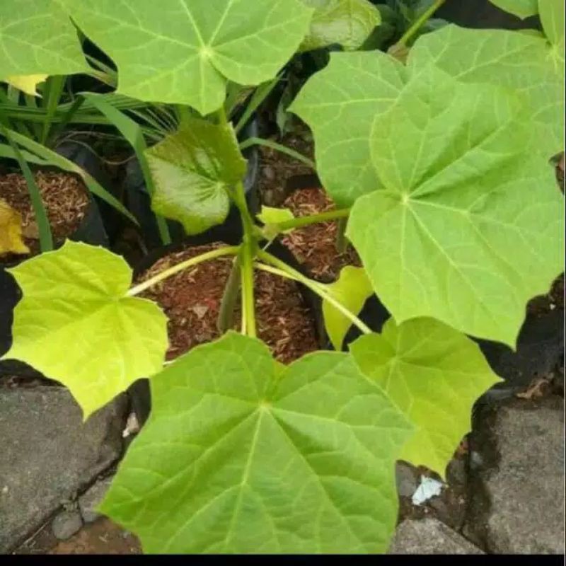 Jual tanaman herbal pohon jarak | Shopee Indonesia
